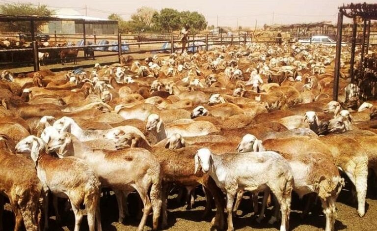 Rise in Sacrificial Sheep Prices in Shendi – Sudan Events
