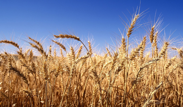 Wheat Harvest to Launch Next Week in Gezira Scheme – Sudan Events