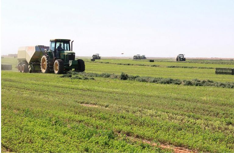 Gezira Scheme: 25,000 Pounds per Feddan in Crop Transportation Fees ...