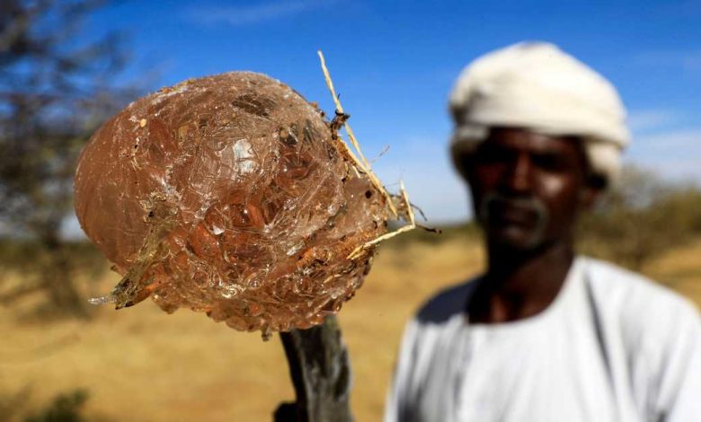 Decline in Gum Arabic Exports – Sudan Events