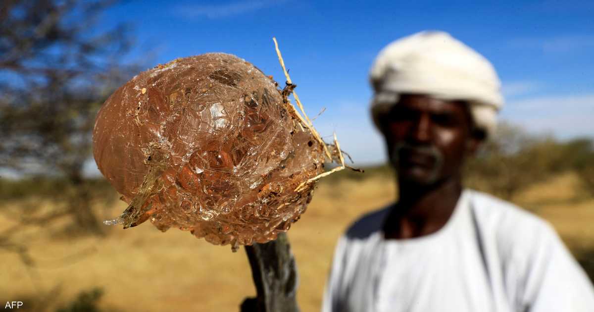 Decline in Gum Arabic Exports – Sudan Events