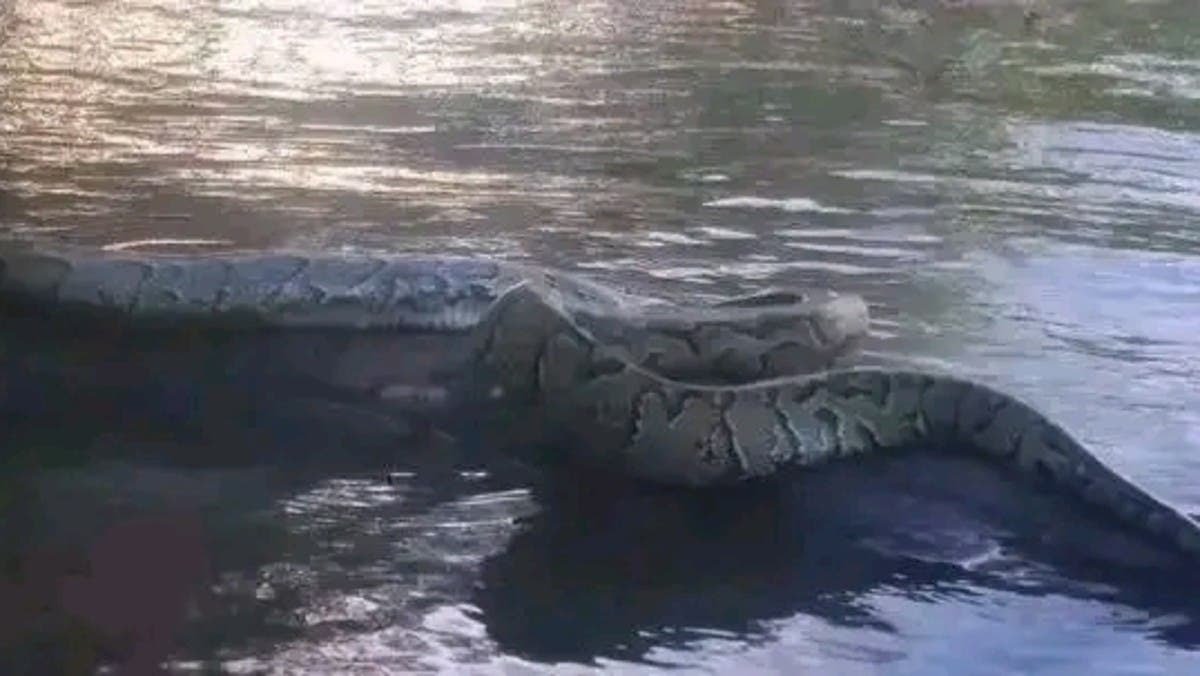 Does the Spread of Giant Snakes in the Nile River in Sudan Signal an ...