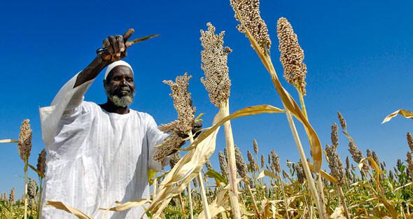 Decline in Crop Prices – Sudan Events